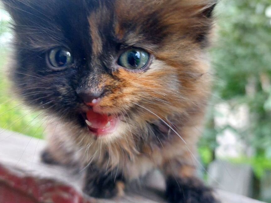 Кошка в дар бесплатно