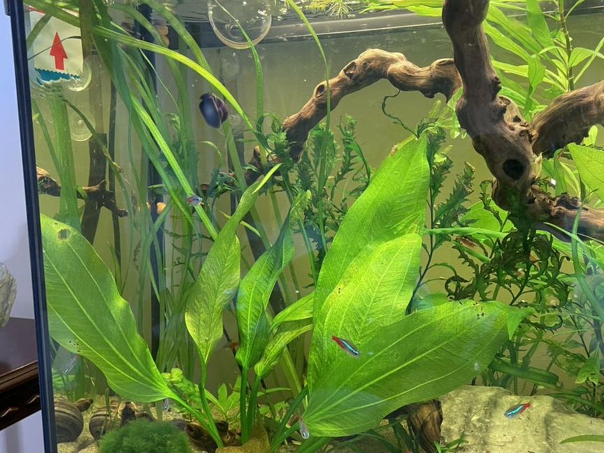 Эхинодорус медведь