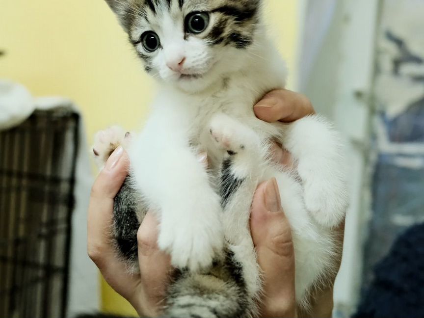 Чудесный котенок ищет семью