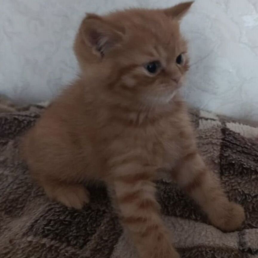 Шотландский кот