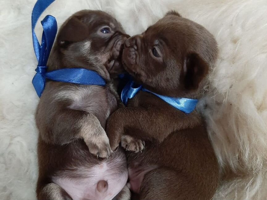 Щенки чихуахуа