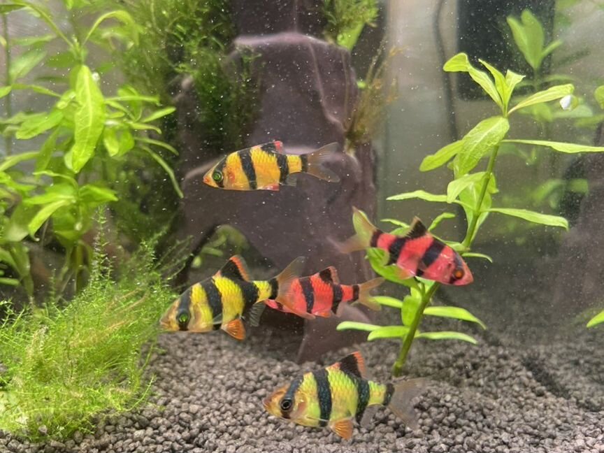 Барбусы glofish