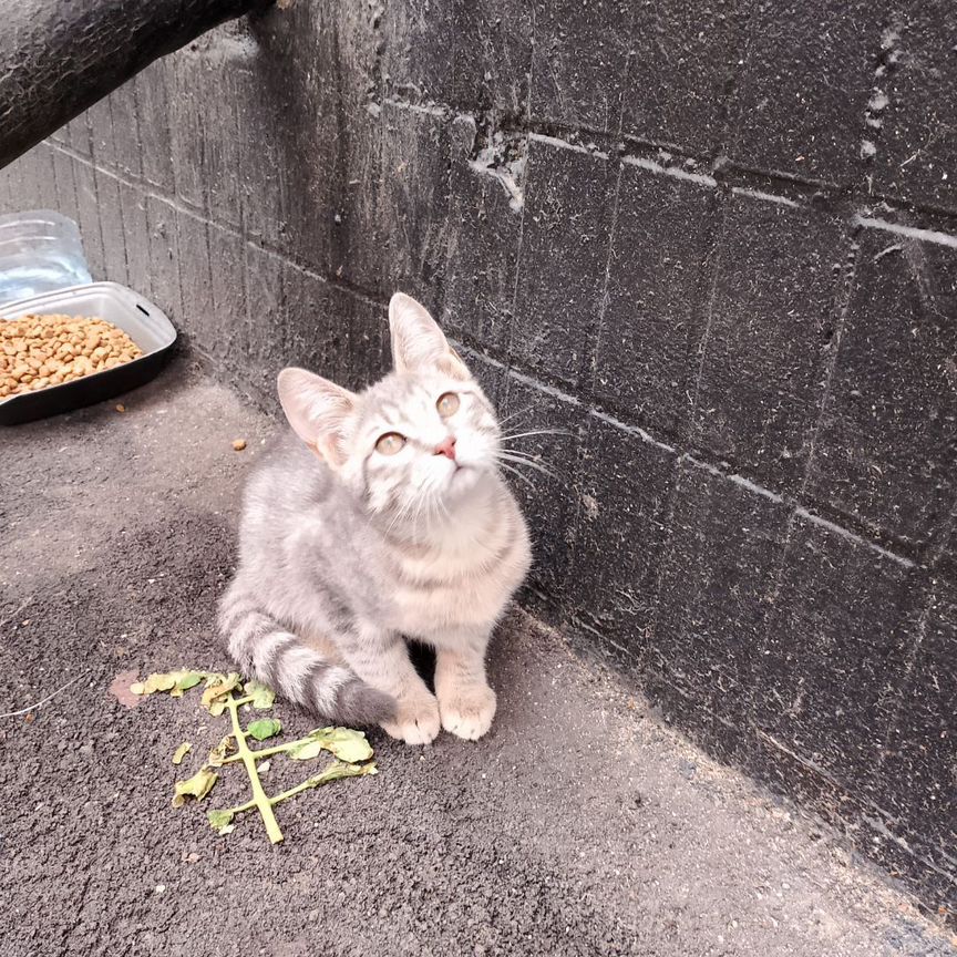 Голодный котёнок на улице