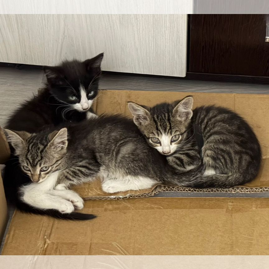 Котёнок в добрые руки