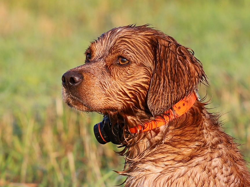 Эпаньоль бретон для вязки