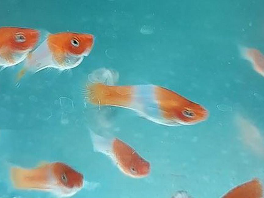 Меченосец кои