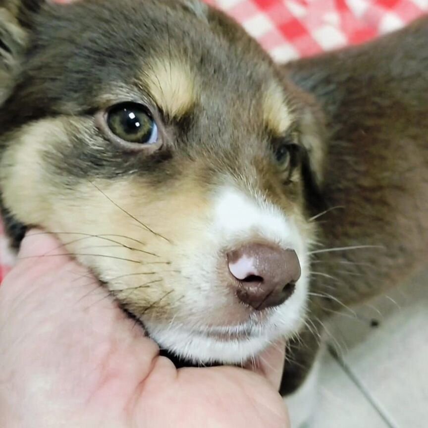 Нежнятина Адель в дар