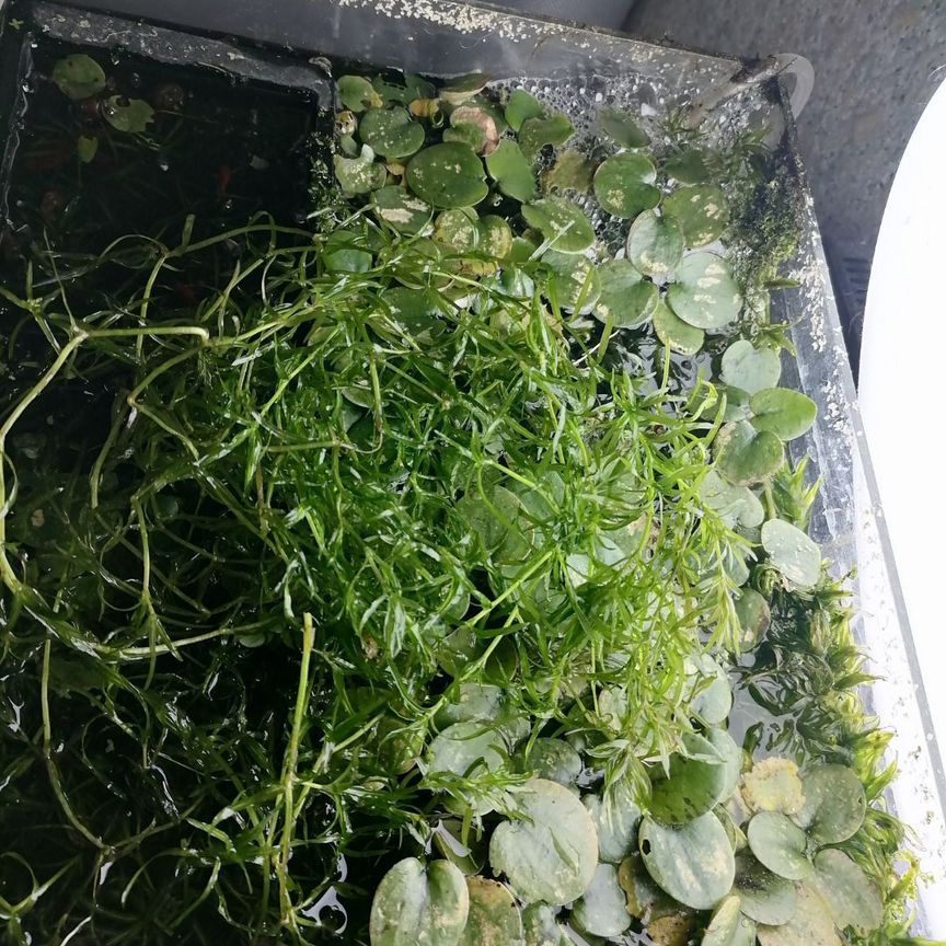 Растения для аквариума