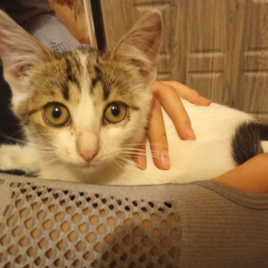 Котёнок мурка