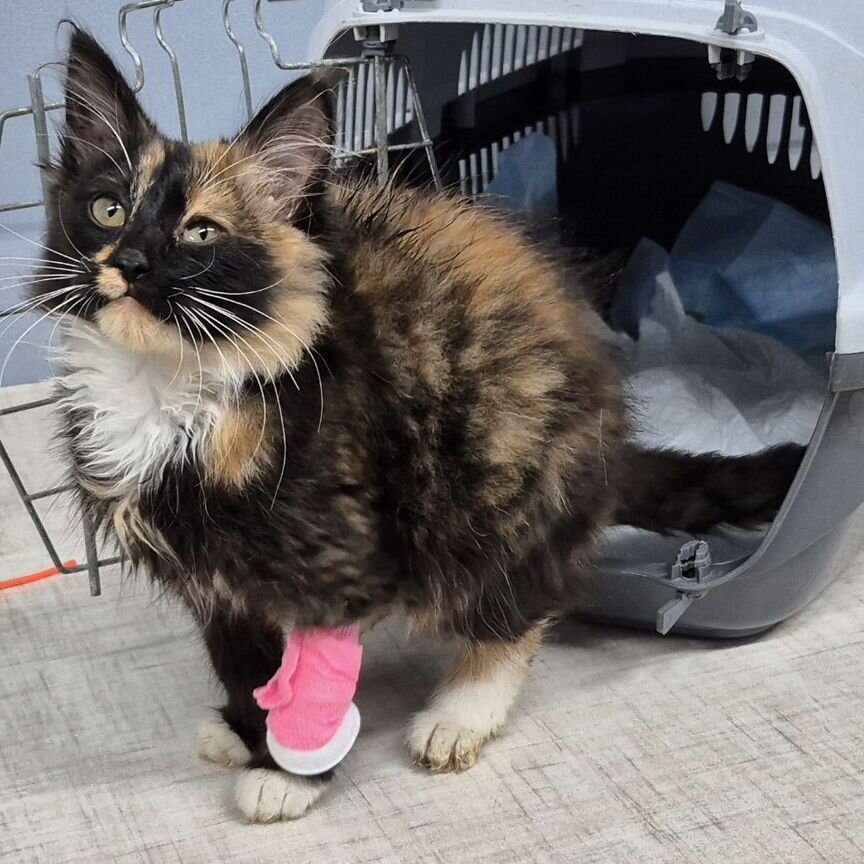 Котёнок в добрые руки