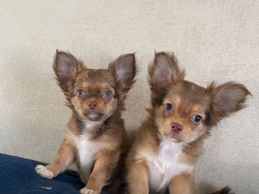 Корманныекукольные собачки щенки чихуахуа
