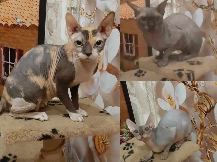 Канадский Сфинкс