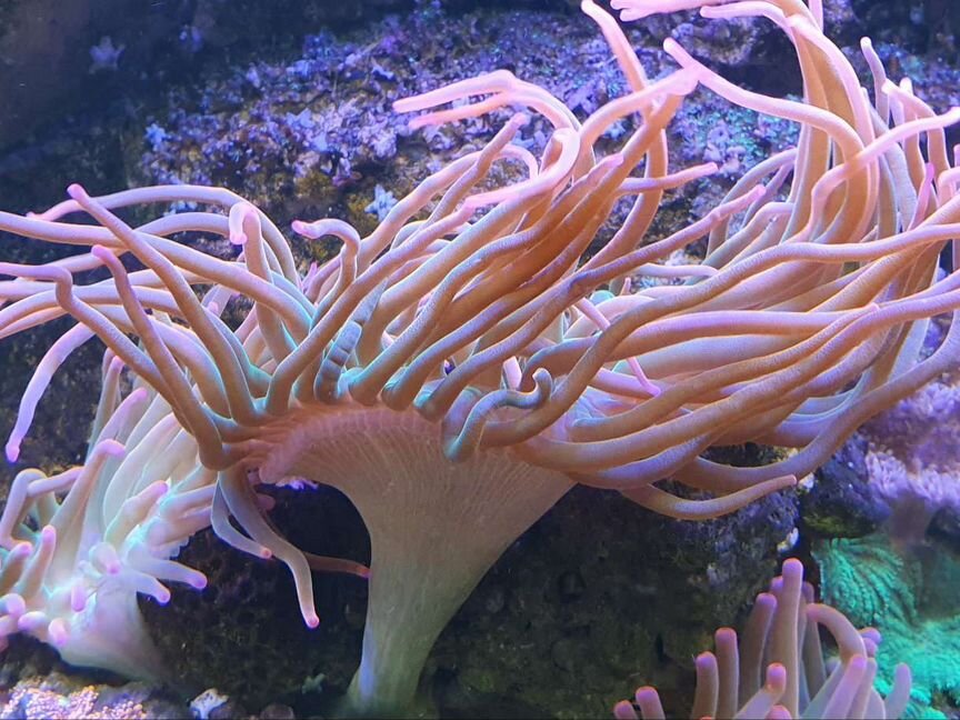 Актинии квадриколор