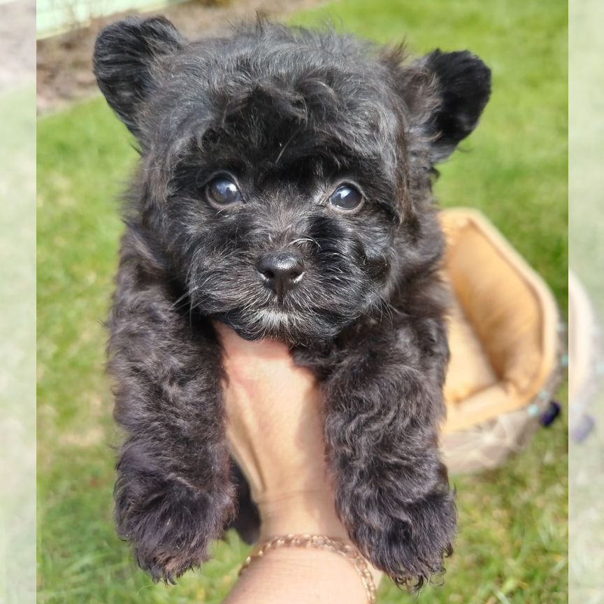 Померанский шпиц, щенок