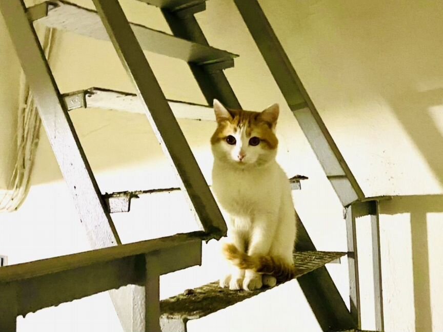 Помогите спасти котика