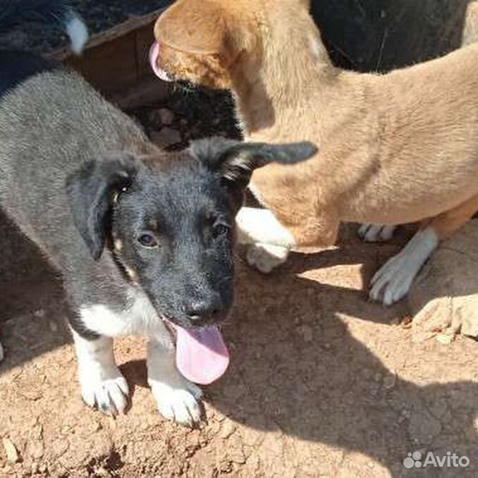 Отдадим в добрые руки двух щенков