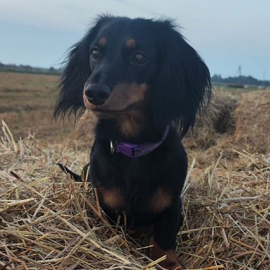 Карликовая такса, щенок