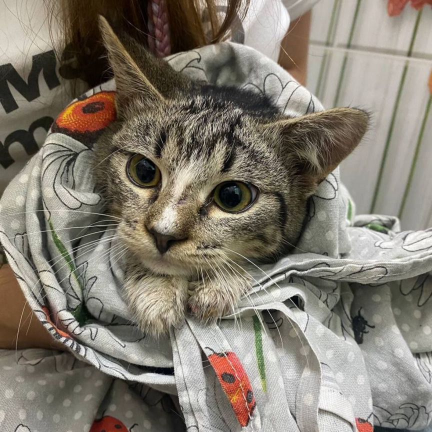 Милый котёнок в добрые руки
