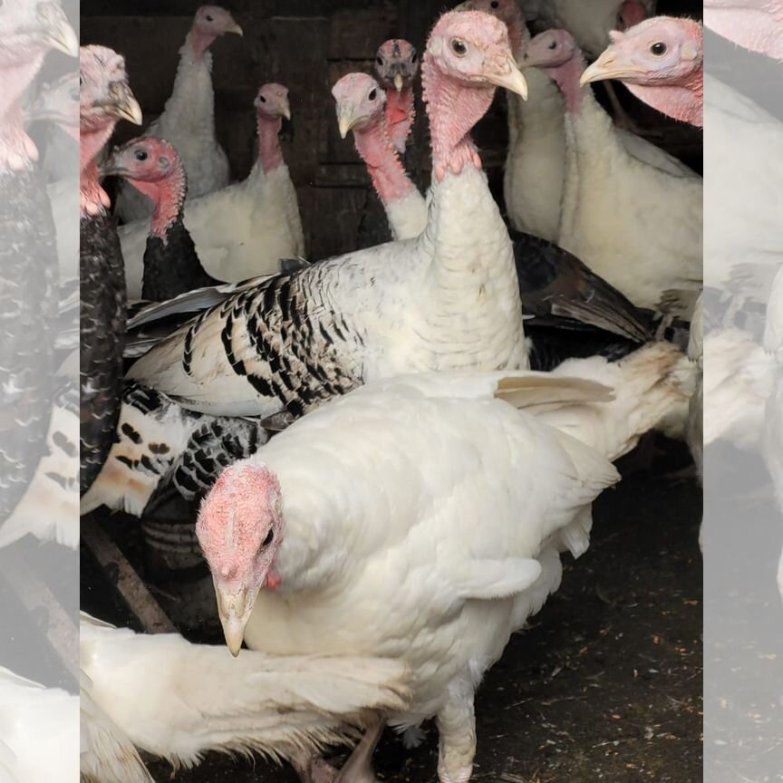 Индюки домашние