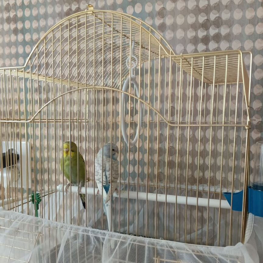 Бронь.Волнистый попугай с клеткой