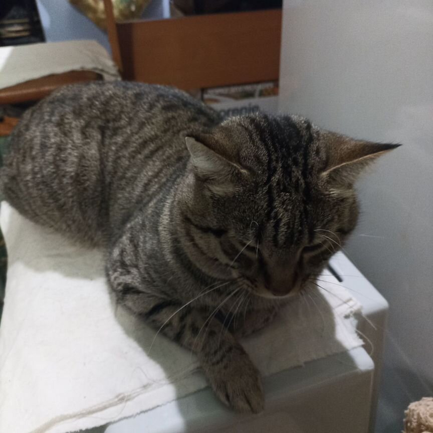 Отдам кота в хорошие руки в связи с переездом