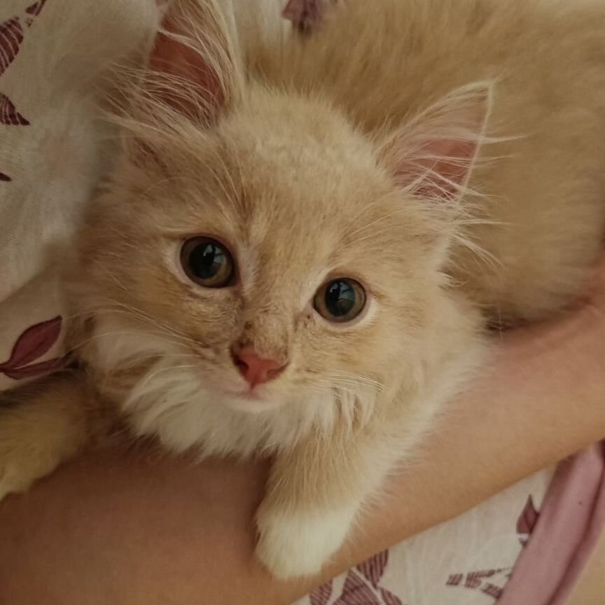 Отдам котёнка 2,5 мес