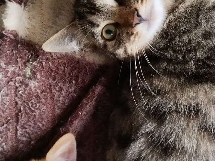 Котики в семью