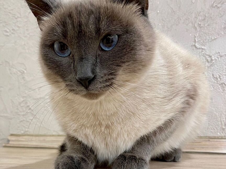 Сиамская