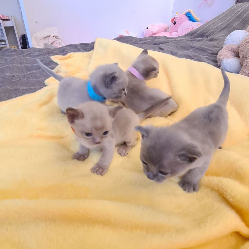 Бурманские котята