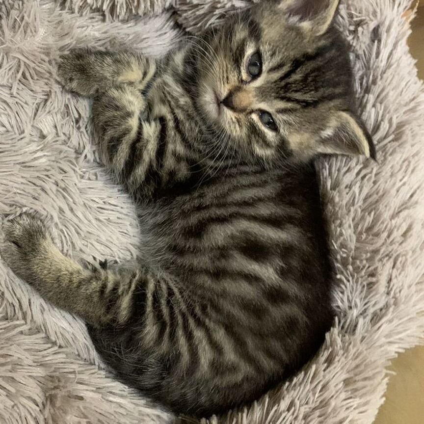 Котёнок в добрые руки