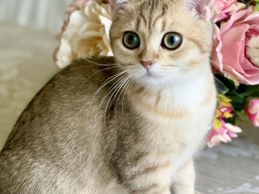 Британский котенок