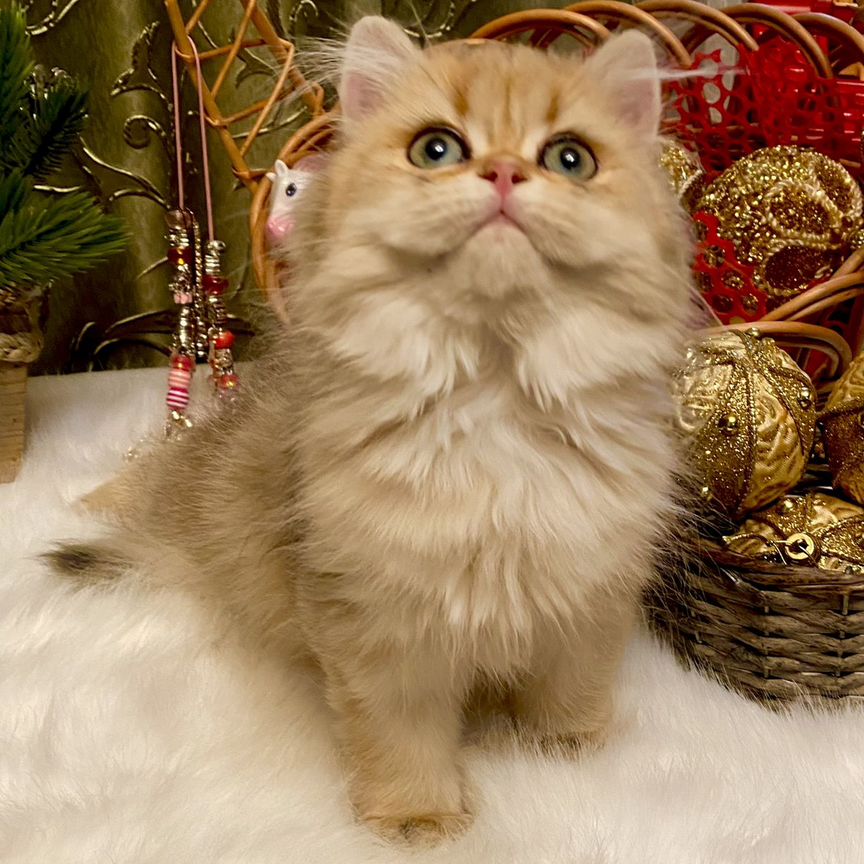 Британский длинношёрстный котёнок