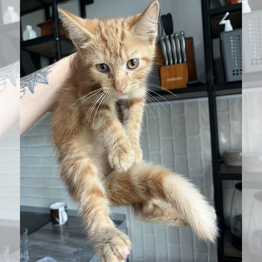 Котик рыжий в добрвн руки