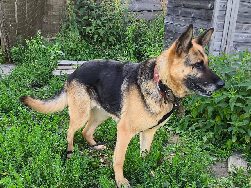 Бывшедомашняя овчарка изет дом