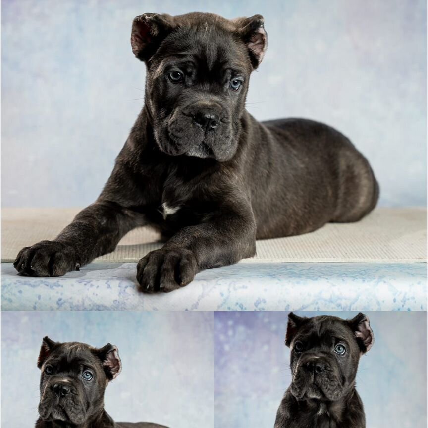 Кане-корсо, щенок