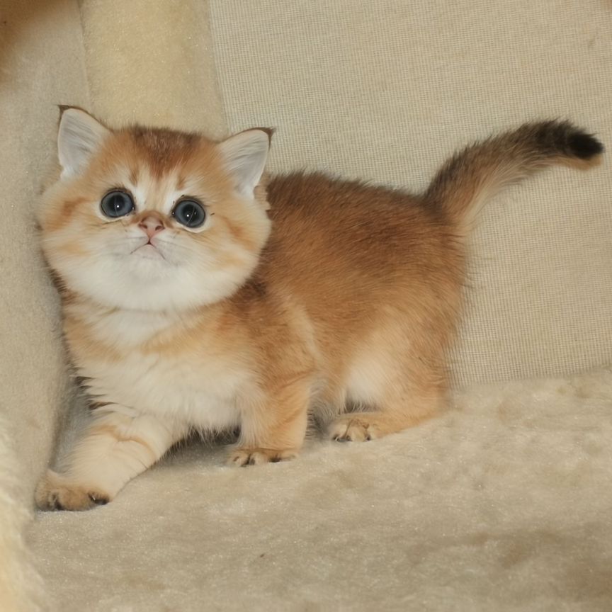 Британский короткошёрстный котёнок
