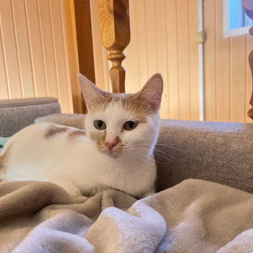 Хочу стать домашней кошкой