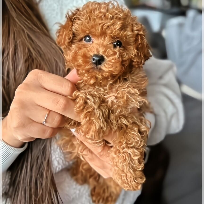 Той-пудель, щенок