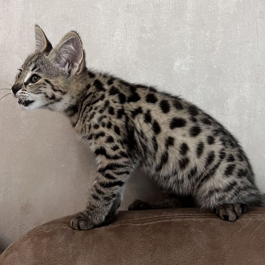 Саванна котёнок
