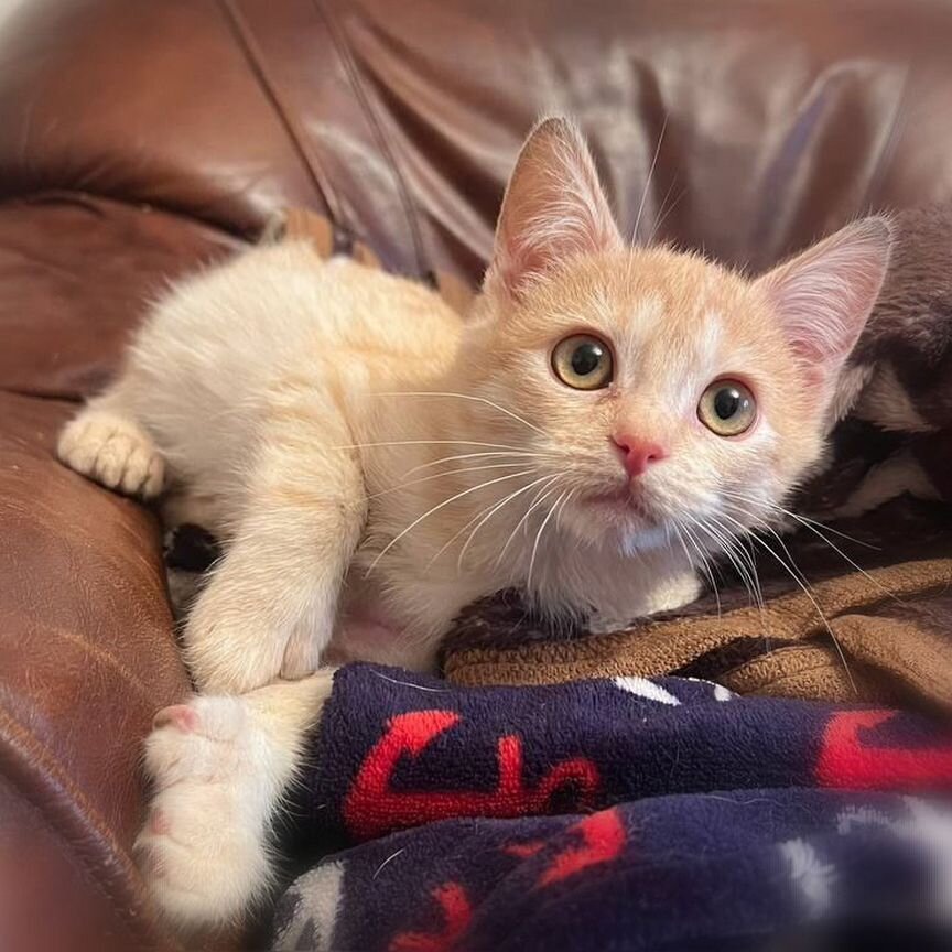 Котёнок в добрые руки