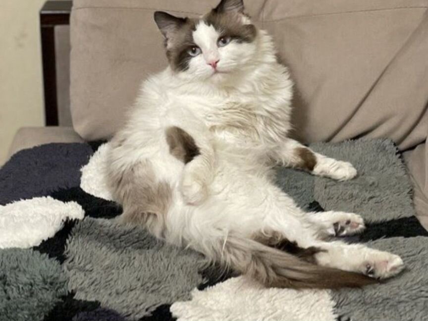 Кот интеллигент