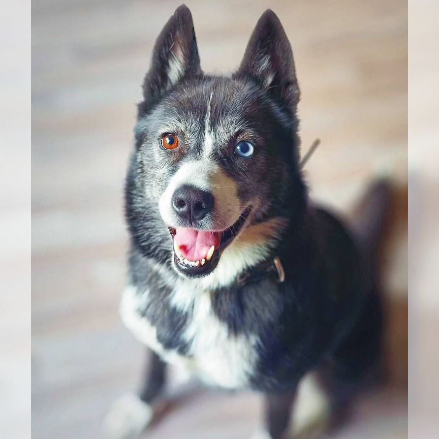 Взрослая собака в добрые руки