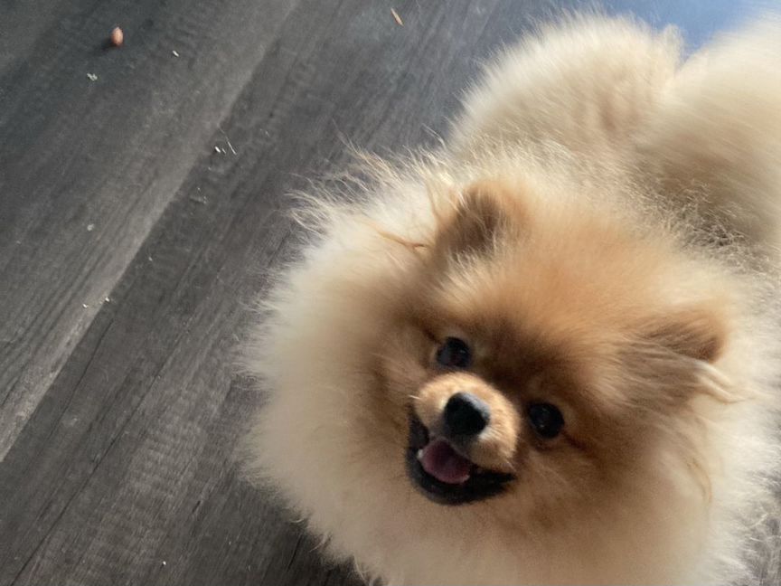 Подрощенная девочка померанка