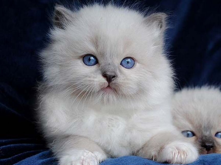 Британские котята