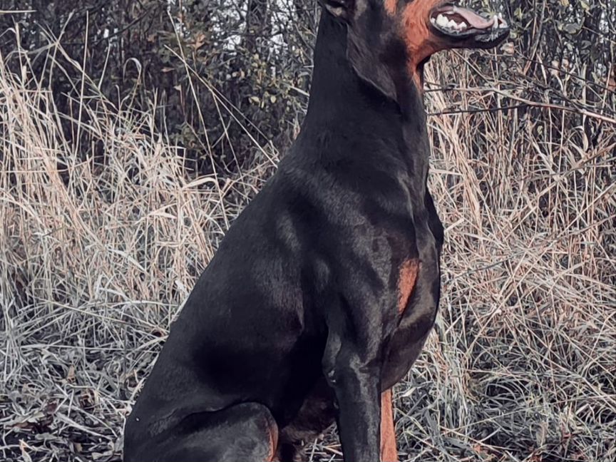 Доберман вязка