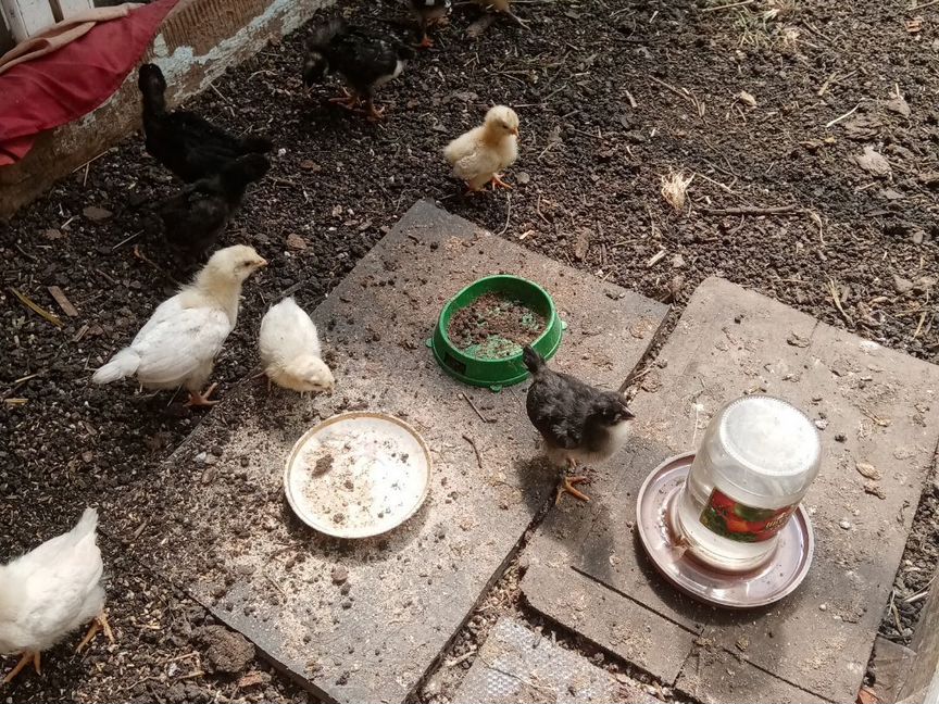 Цыплята несушки подрощенные