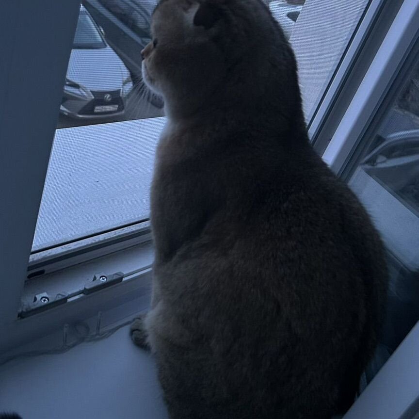 Вязка с шотландским котом