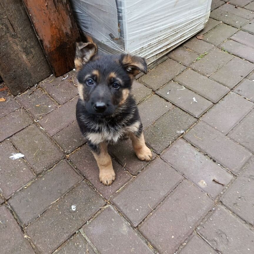 Немецкая овчарка