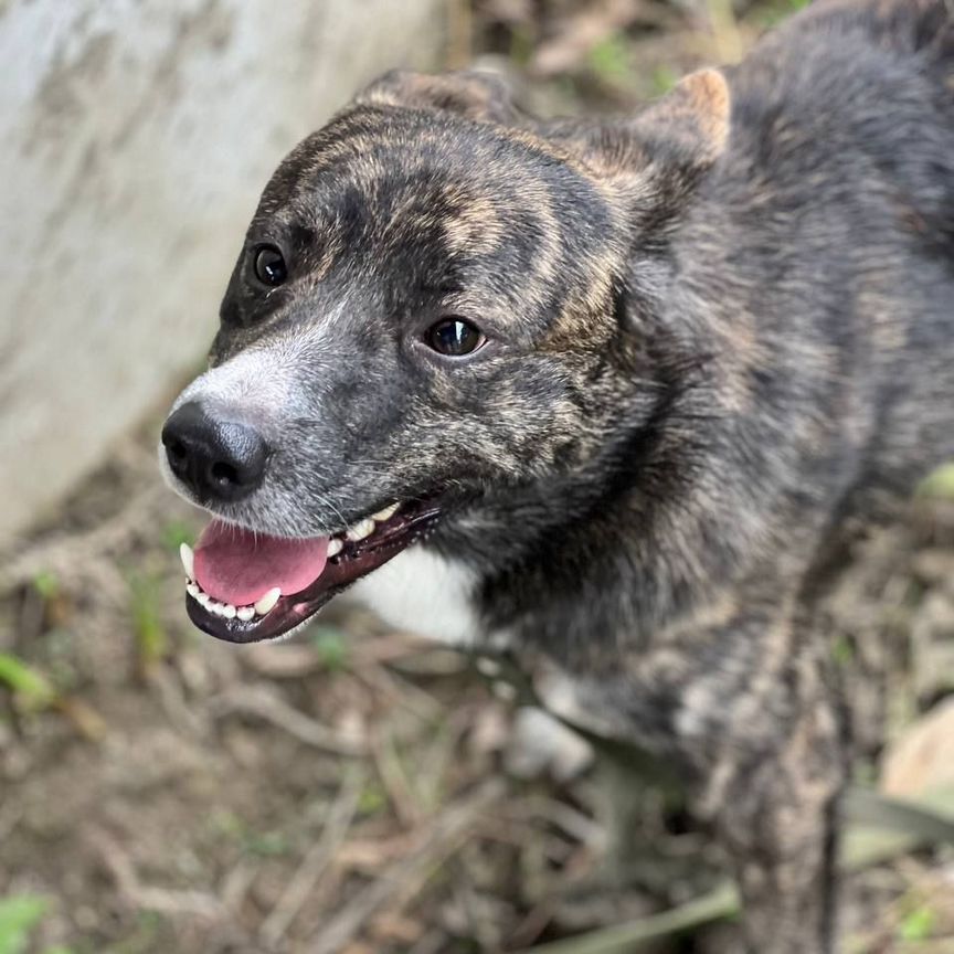 Пёс Тайгер ищет дом