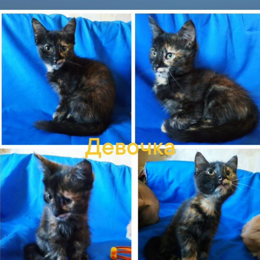 Котята в добрые руки